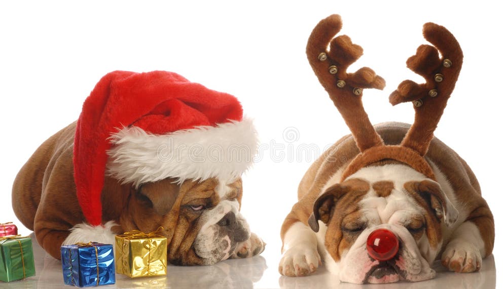 Santa and rudolph dogs stock image. Image of pawprint - 6944217