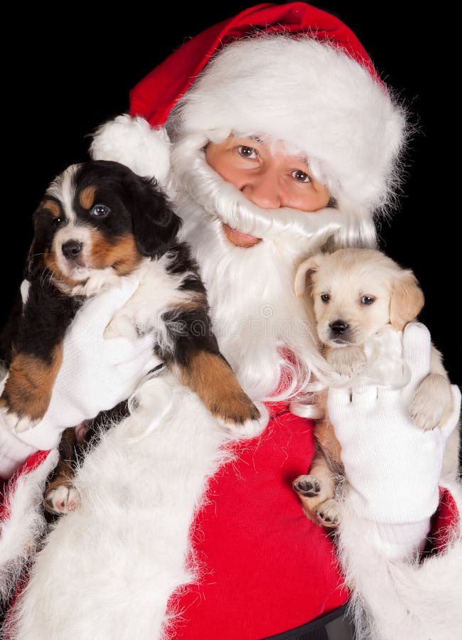 Christmas Puppies stock image. Image of adorable, hats - 12772339
