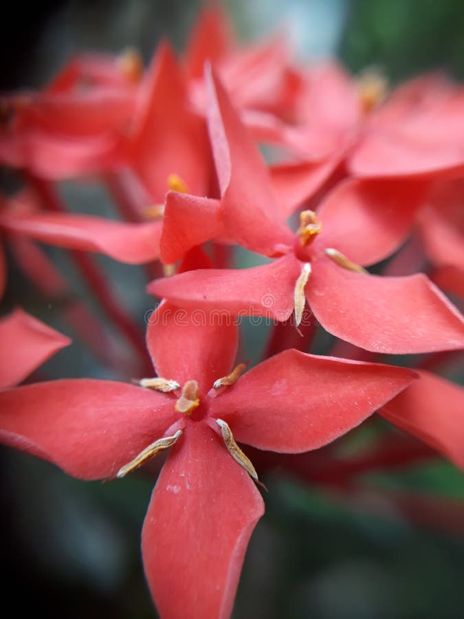 235 Santan Flower Stock Photos - Free & Royalty-Free Stock Photos from ...