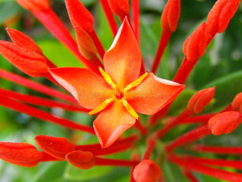 233 Santan Flower Stock Photos - Free & Royalty-Free Stock Photos from ...