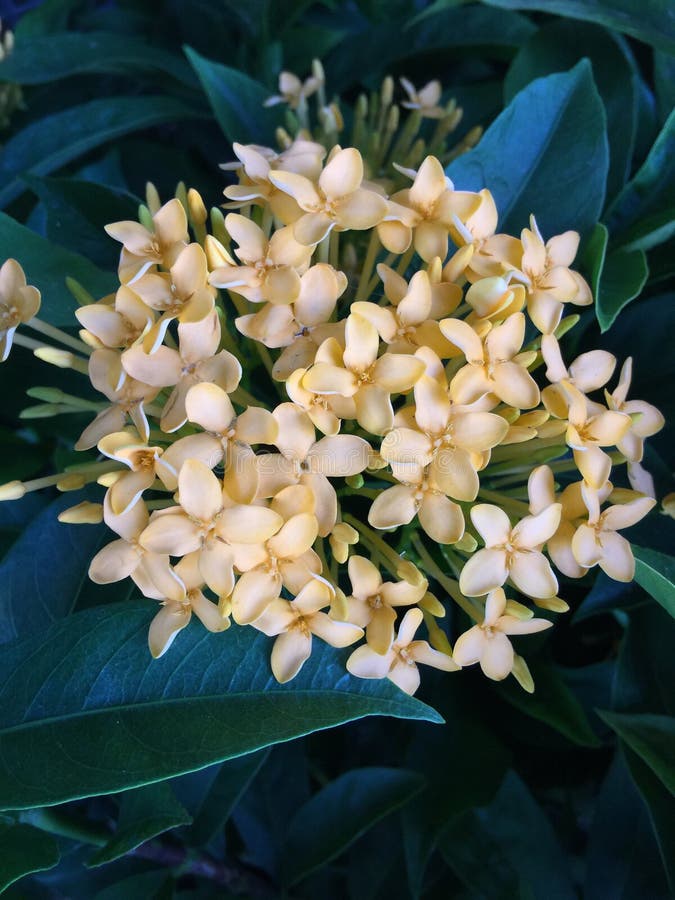 Santan Flower stock photo. Image of full, fresh, santan - 61409492