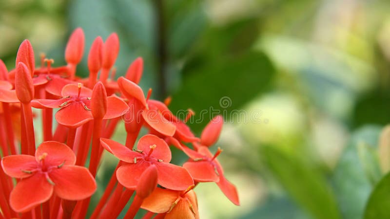 233 Santan Flower Stock Photos - Free & Royalty-Free Stock Photos from ...