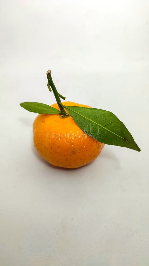 Santang Orange or Mandarin Orange with Leaves and Tree Trunk Isolated ...