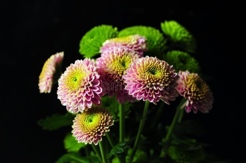 Santini chrysanthemum stock photo. Image of herbaceous - 31279936
