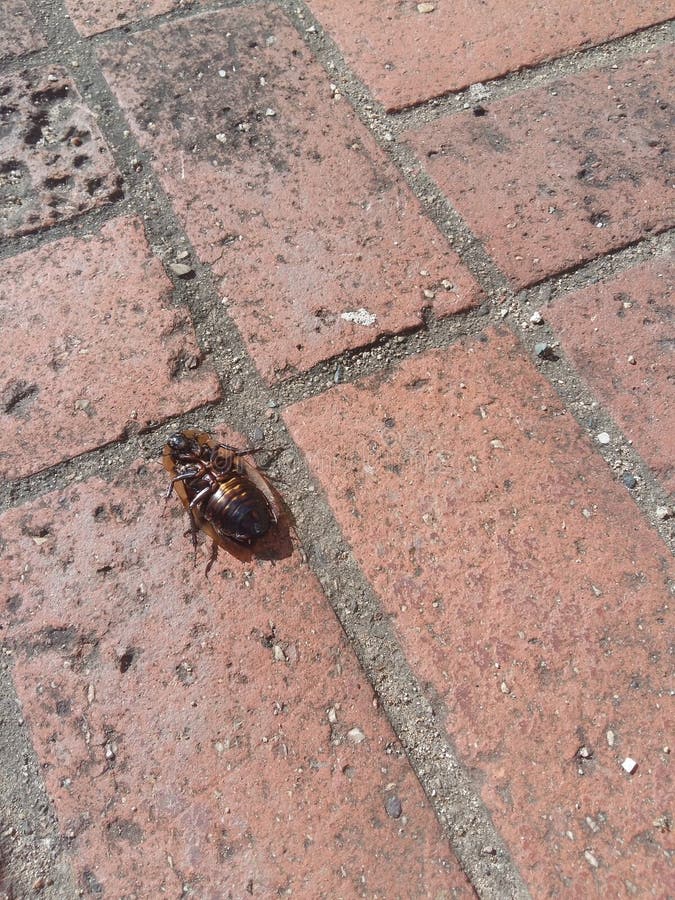 Santo Domingo Colonial stock photo. Image of beetle, adventure - 90011784