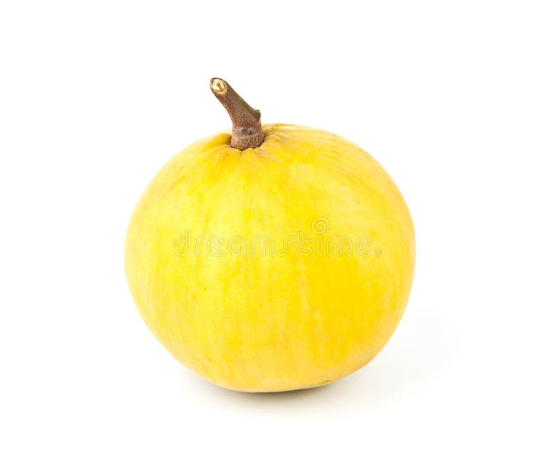 Single santol isolate stock image. Image of orchard, tropical - 21506647