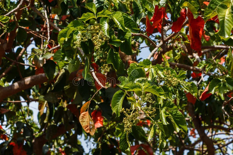 Santol Flowers, a Tropical Fruit Stock Image - Image of santol, flowers ...
