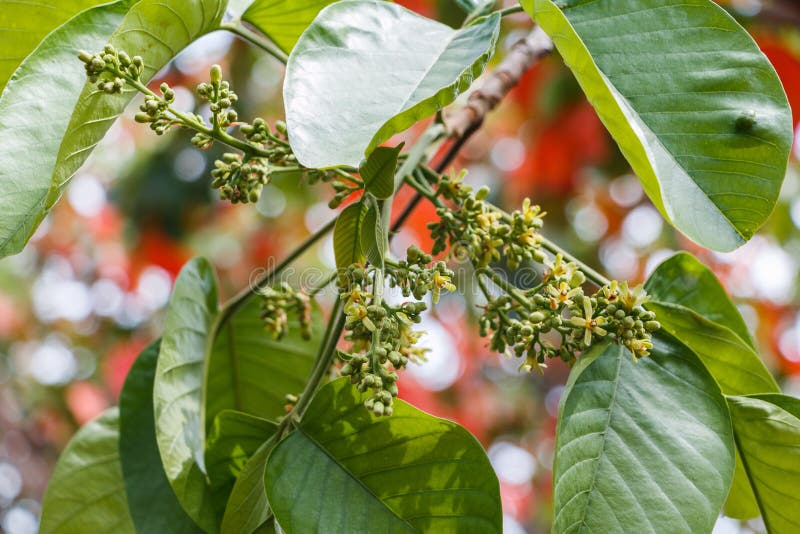 255 Santol Tree Photos - Free & Royalty-Free Stock Photos from Dreamstime