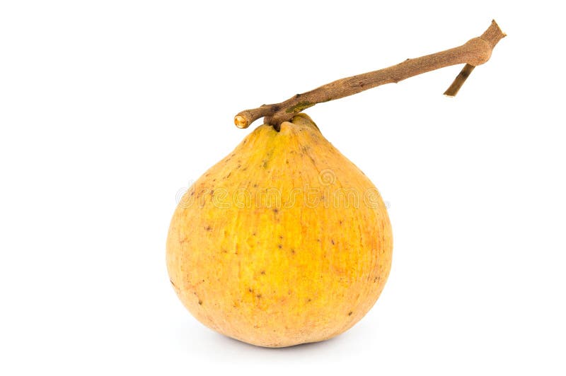 Santol fruit stock photo. Image of sweet, vitamin, organic - 20574730