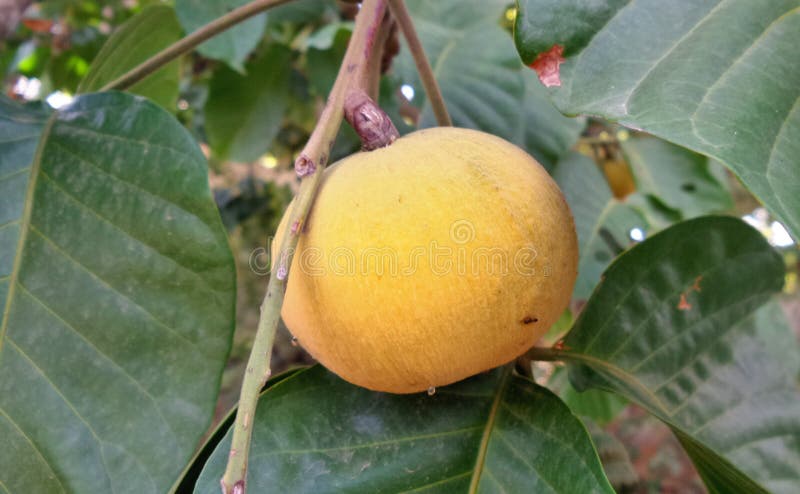 Santol Fruit and Green Leaves on Tree Stock Image - Image of fruit ...