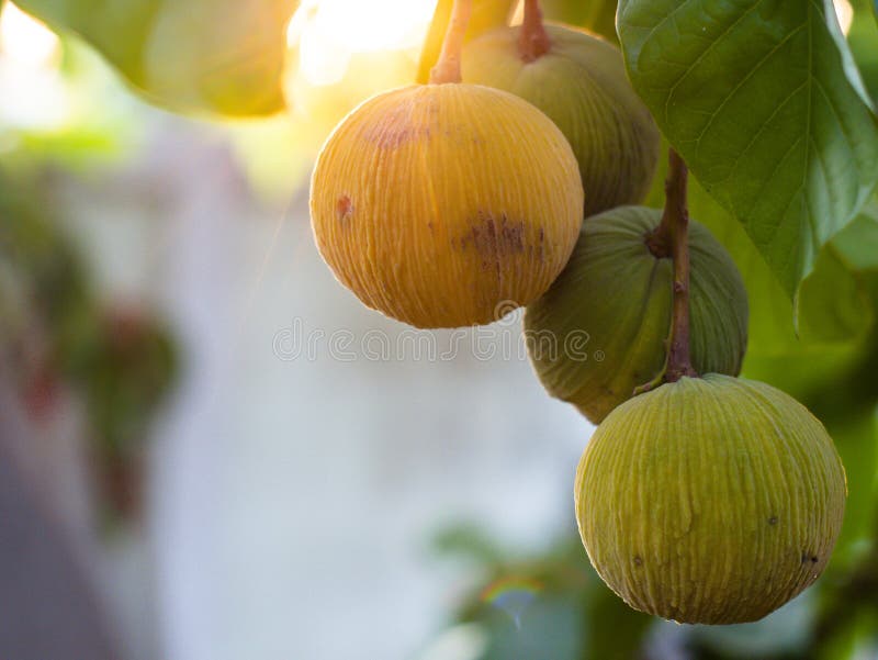 Santol Fruit Group on the Tree in the Garden Tropical Fruit with Sun ...