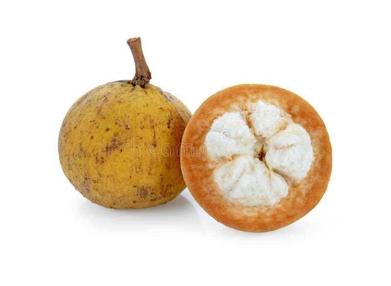 Santol fruit on tree stock photo. Image of color, sweet - 20140194
