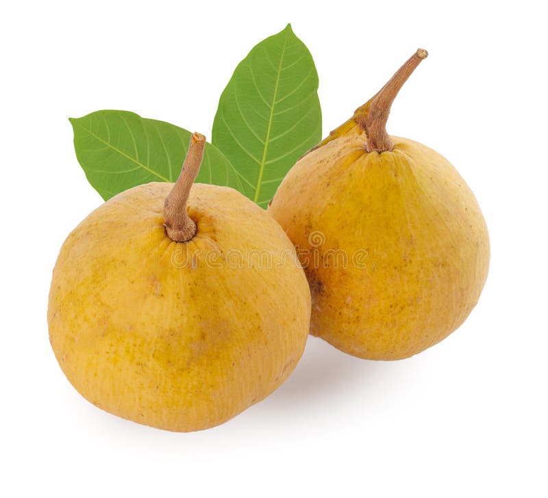 Santol Fruit Isolated on White Background Stock Image - Image of ...