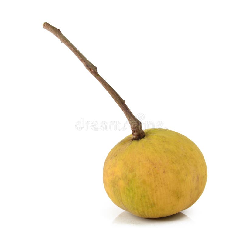 Single santol isolate stock image. Image of orchard, tropical - 21506647
