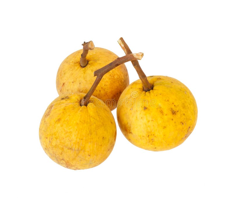 Santol Fruit Isolated and White Background Stock Image - Image of ...