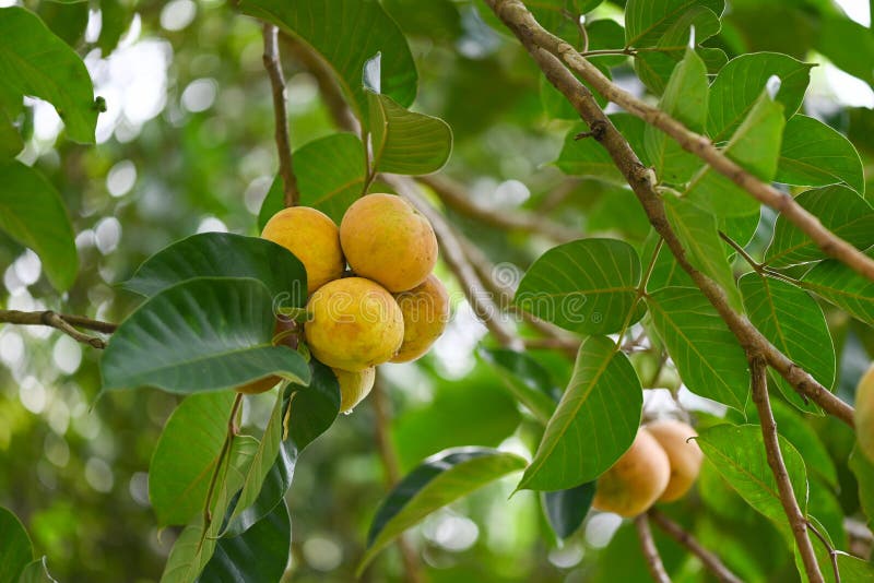 Santol Fruit on Summer in Thailand , Ripe Santol on the Santol Tree ...