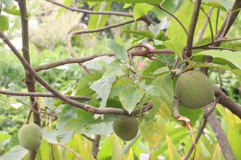 Santol Fruit on Tree in Farm Stock Image - Image of asian, epicure ...