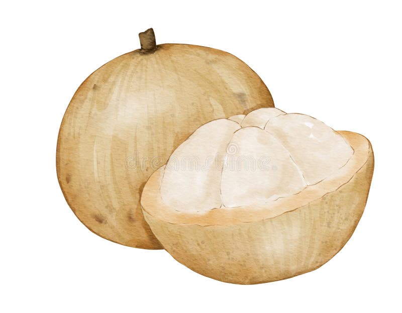 Santol Fruit Stock Illustrations – 158 Santol Fruit Stock Illustrations ...