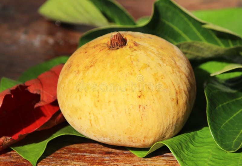 Santo fruit stock photo. Image of thai, delicious, juice - 43041186