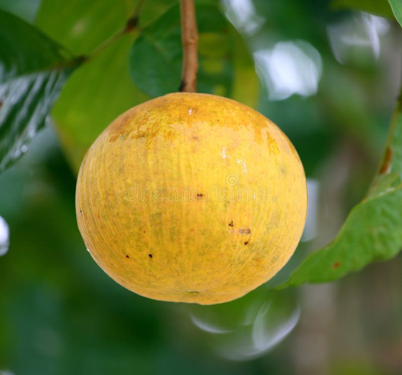 Santol fruits stock photo. Image of tropical, sentol - 32508534