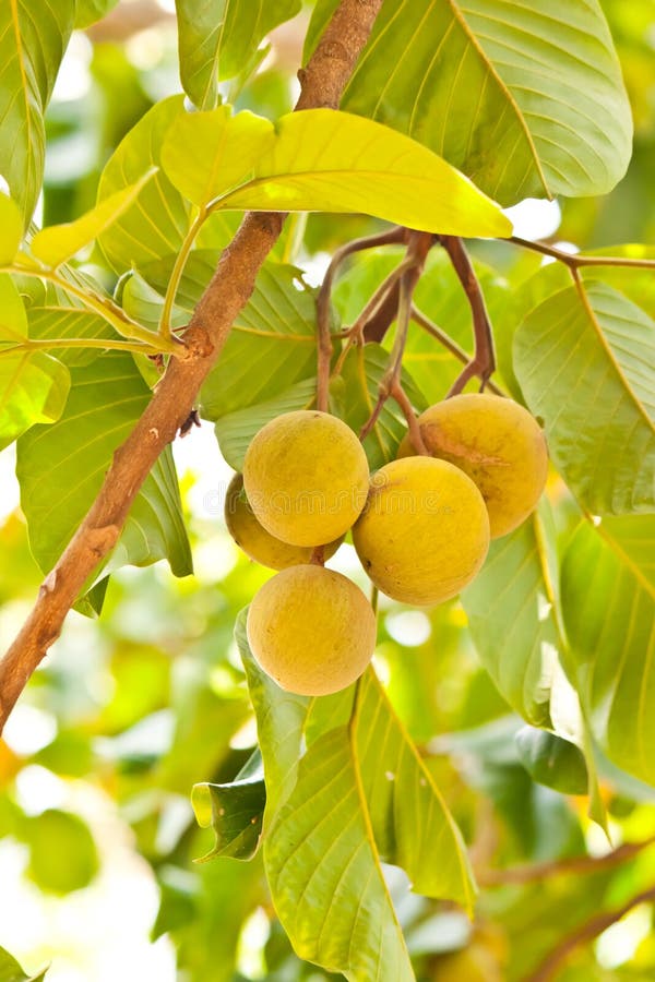 Santol fruit on tree stock photo. Image of color, sweet - 20140194