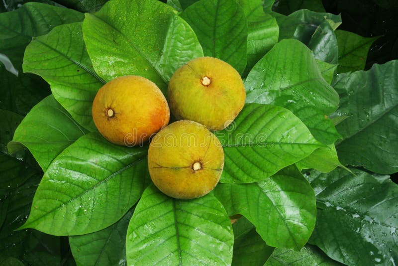 Santol stock image. Image of evergreen, strawberry, flower - 207600631