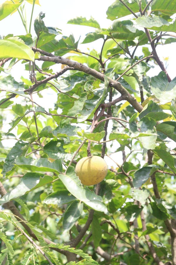 Santol in Tree on Farm are Cash Crops Stock Photo - Image of ...