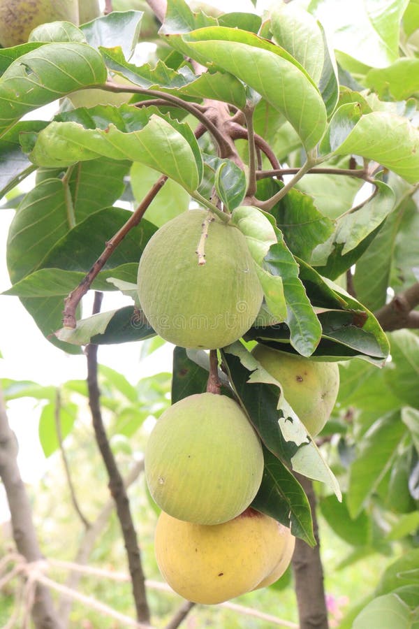 Santol in Tree on Farm are Cash Crops Stock Image - Image of tropical ...
