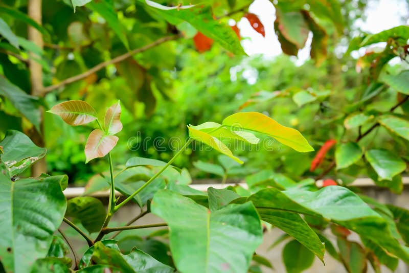 Santol tree stock photo. Image of forest, green, outdoor - 104225590