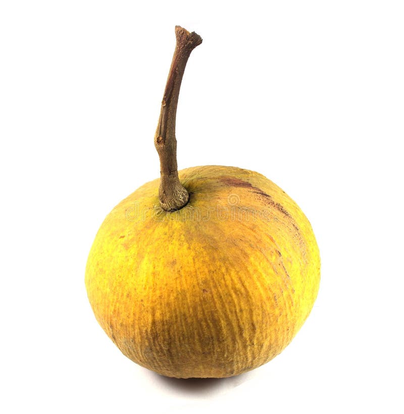 Single santol isolate stock image. Image of orchard, tropical - 21506647
