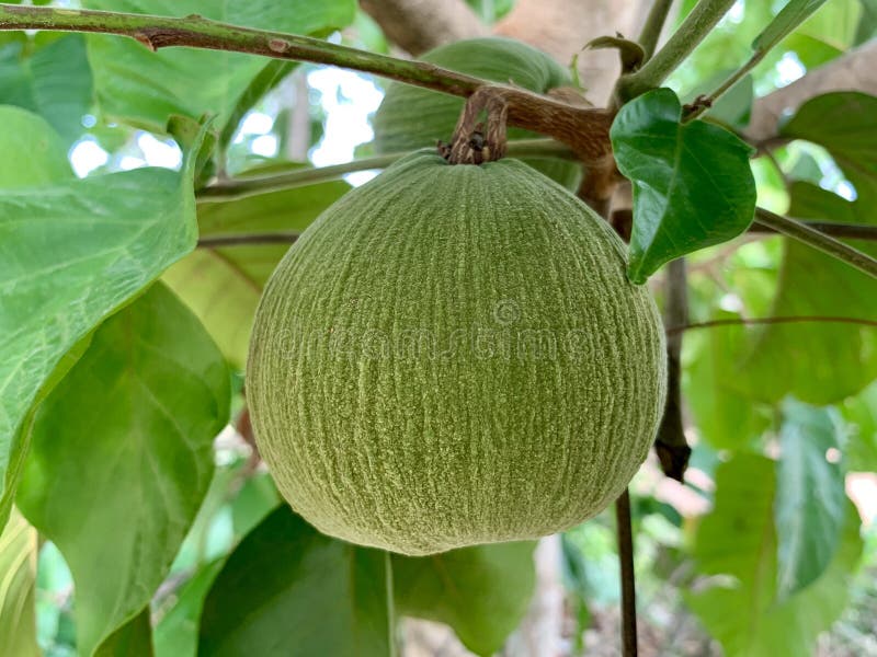 Santon stock photo. Image of fruit, fresh, green, santon - 147563396