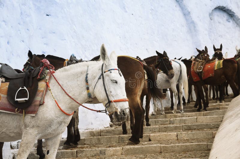 Santorini Donkeys stock image. Image of islands, greece - 19361981