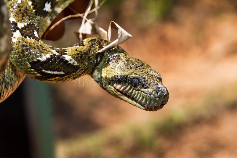 Madagaskar-Baumboa (Sanzinia Madagascariensis) Stockfoto - Bild von ...