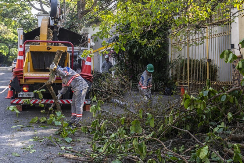 Municipality Workers Take the Pruning of Tree Removal Editorial Image ...