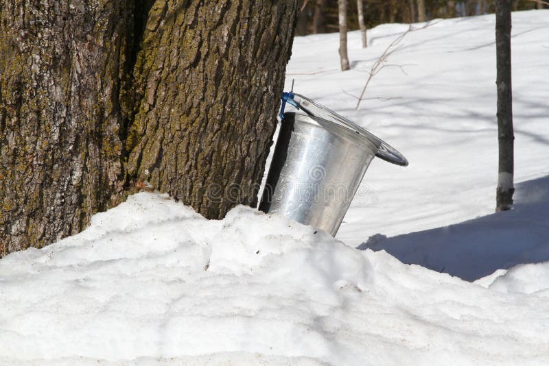 Sap Bucket Attached To Tree Stock Image - Image of organic, snow: 70895213