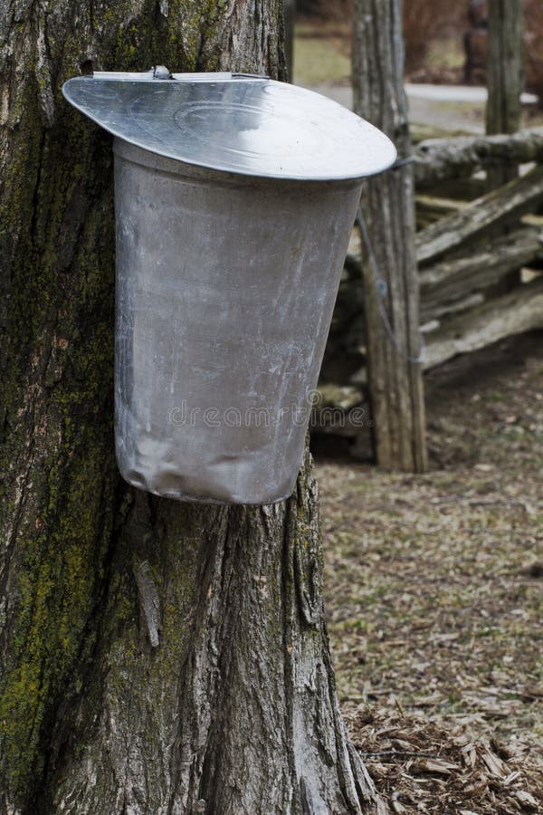 471 Tree Sap Bucket Stock Photos - Free & Royalty-Free Stock Photos ...