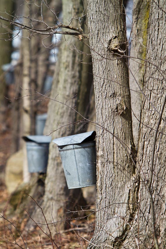 Sap buckets stock photo. Image of full, collection, galvanized - 18888576