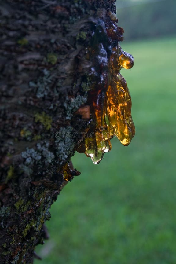 Sap from Cherry Tree stock image. Image of cherry, trees - 21359279