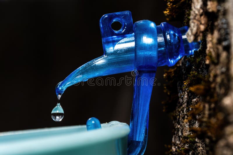 Sap Collection for Making Maple Syrup. Vermont Stock Image - Image of ...