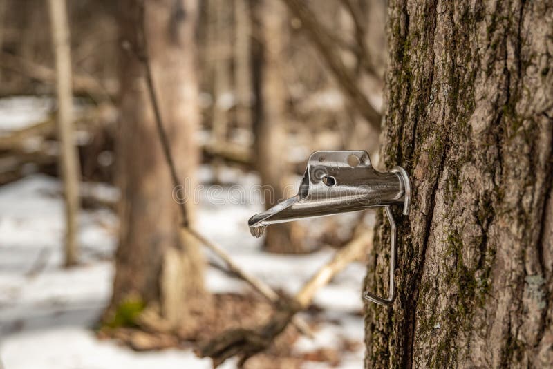Maple Syrup tap stock image. Image of white, sugar, edible - 19246333