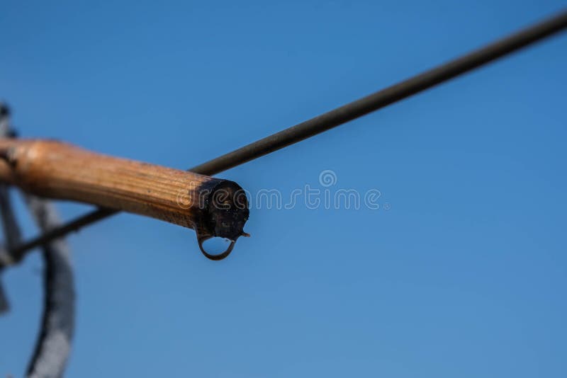 Sap flow of grape vines stock image. Image of green - 218106507