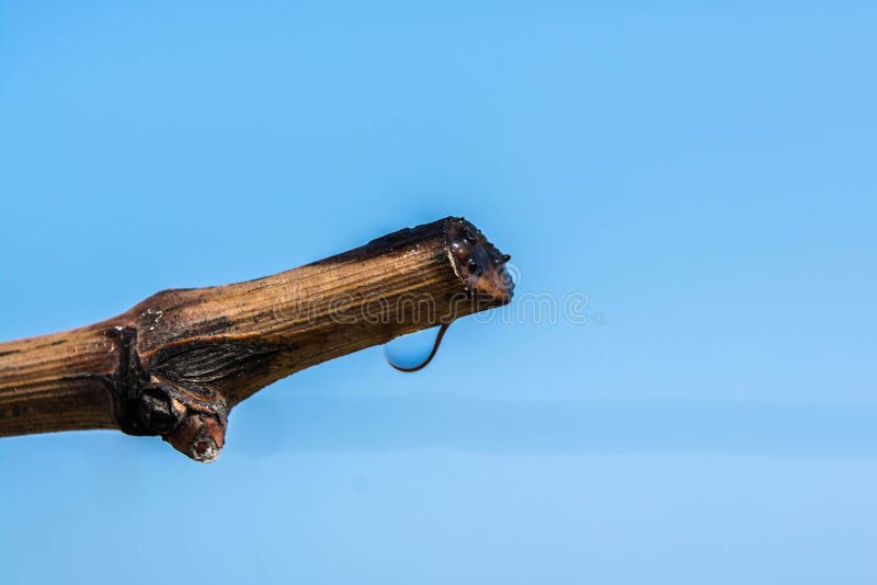 Sap flow of grape vines stock photo. Image of nature - 218106508