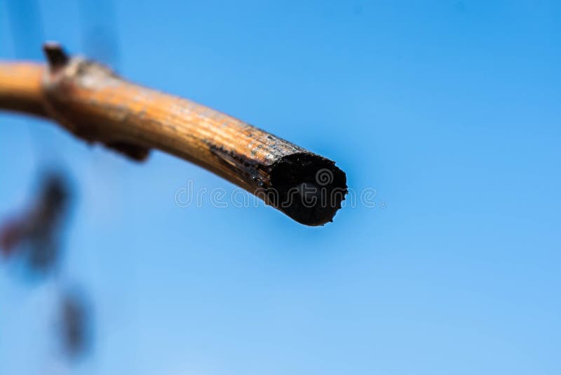 Sap flow of grape vines stock photo. Image of detail - 218106512