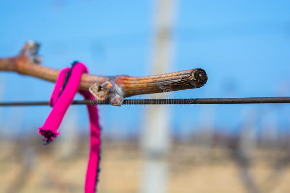 Sap flow of grape vines stock image. Image of flow, young - 218106513