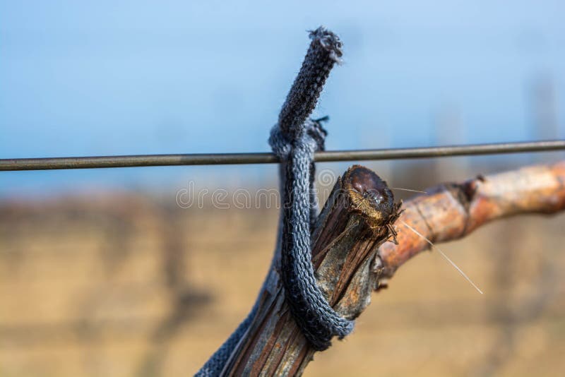 Sap flow of grape vines stock image. Image of green - 218106517