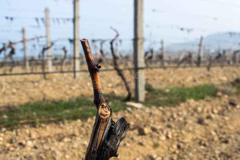 Sap flow of grape vines stock photo. Image of transplant - 219755852