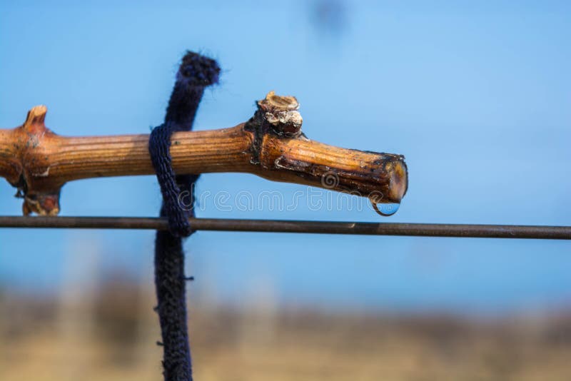 Sap flow of grape vines stock photo. Image of seedling - 218172386