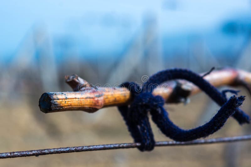 Sap flow of grape vines stock photo. Image of nature - 218172390