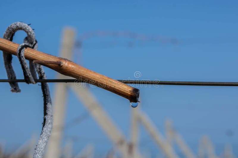 Sap flow of grape vines stock image. Image of agriculture - 218333489
