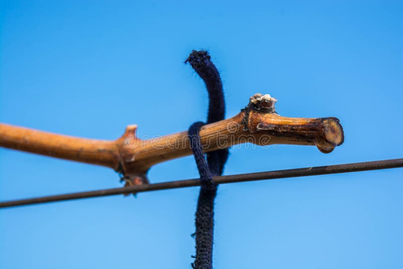 Sap flow of grape vines stock image. Image of grapes - 218333493